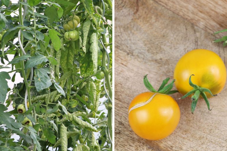 Tomatenwelke: wenn Tomaten plötzlich welken - was tun? - Tomaten.de