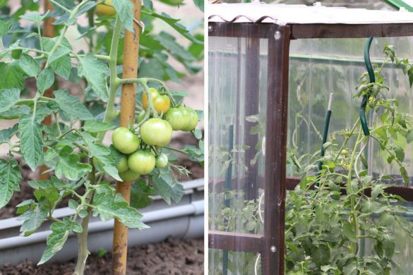 Tomaten Abharten Temperatur