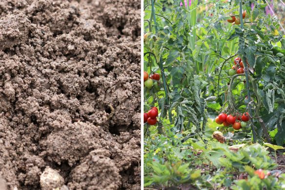 Buschtomaten richtig pflegen - Sorten, Anzucht und Pflege - Tomaten.de